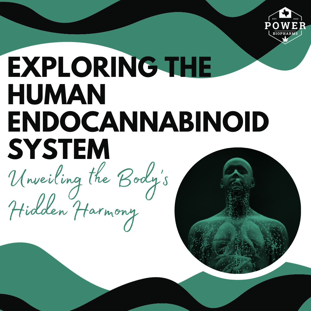 Exploring the Human Endocannabinoid System: Unveiling the Body's Hidde ...